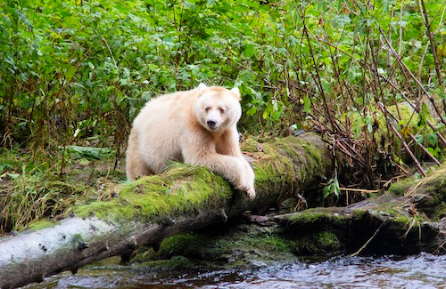 Miele Forest Campaign Plants More than 29,000 Trees - HomeGoodsOnline